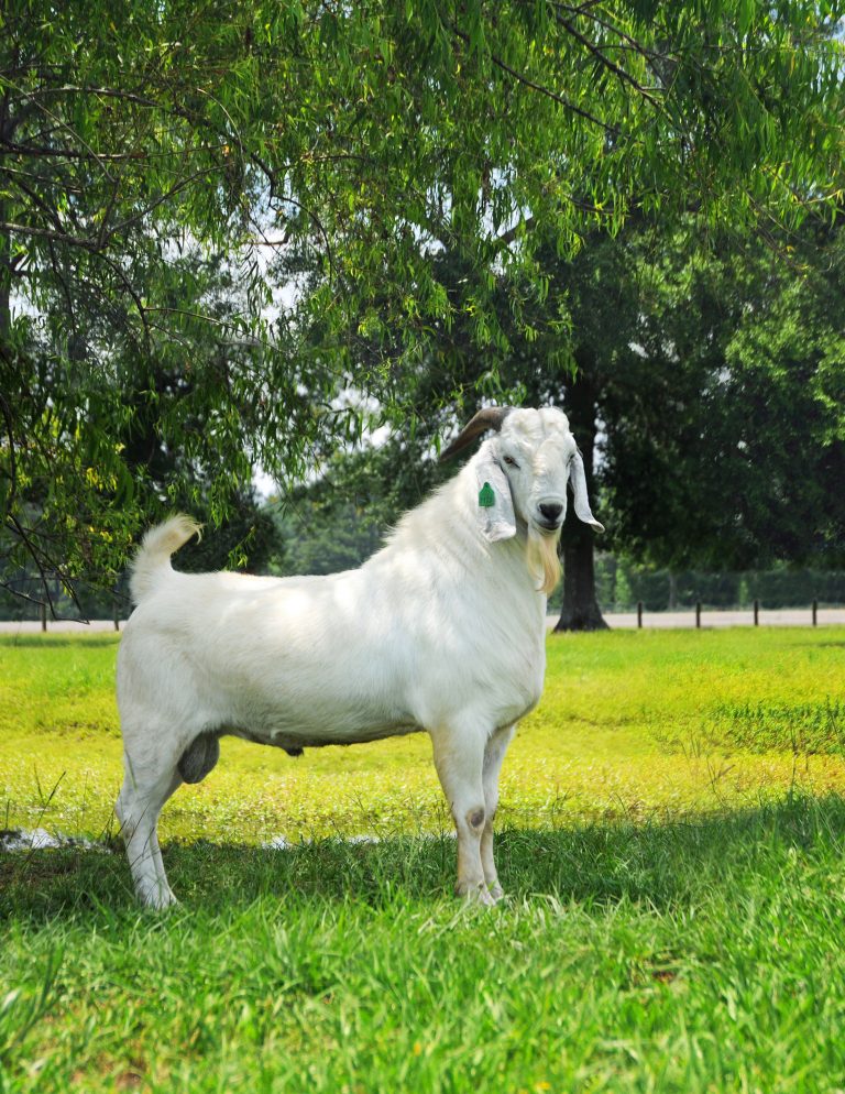 How Big Do Goats Get? - Goat Journal